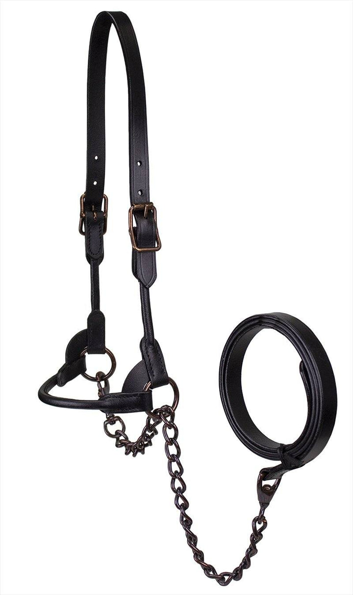 Premium Cattle Leather Show Halters for Sale – Tack Wholesale