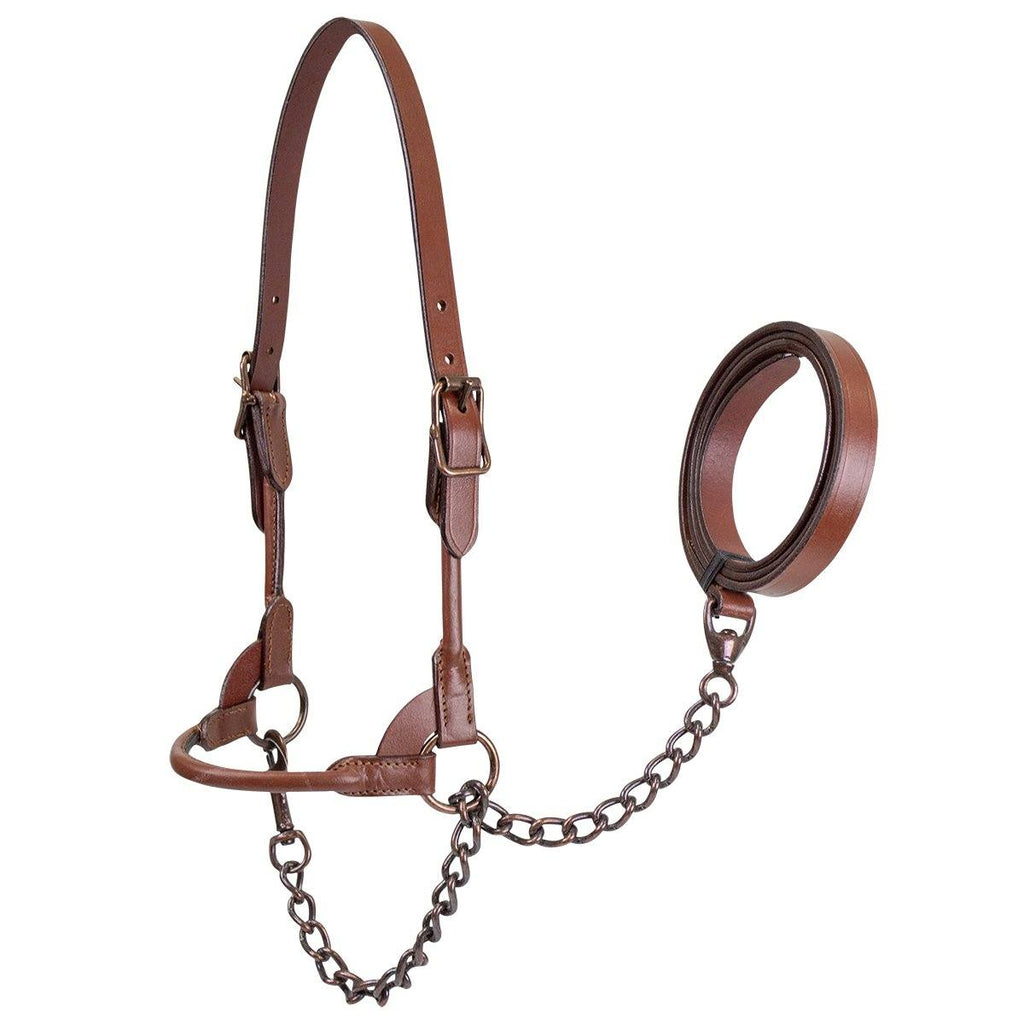 Derby Originals Bronze Beauty Premium Round Rolled Leather Cattle Show ...