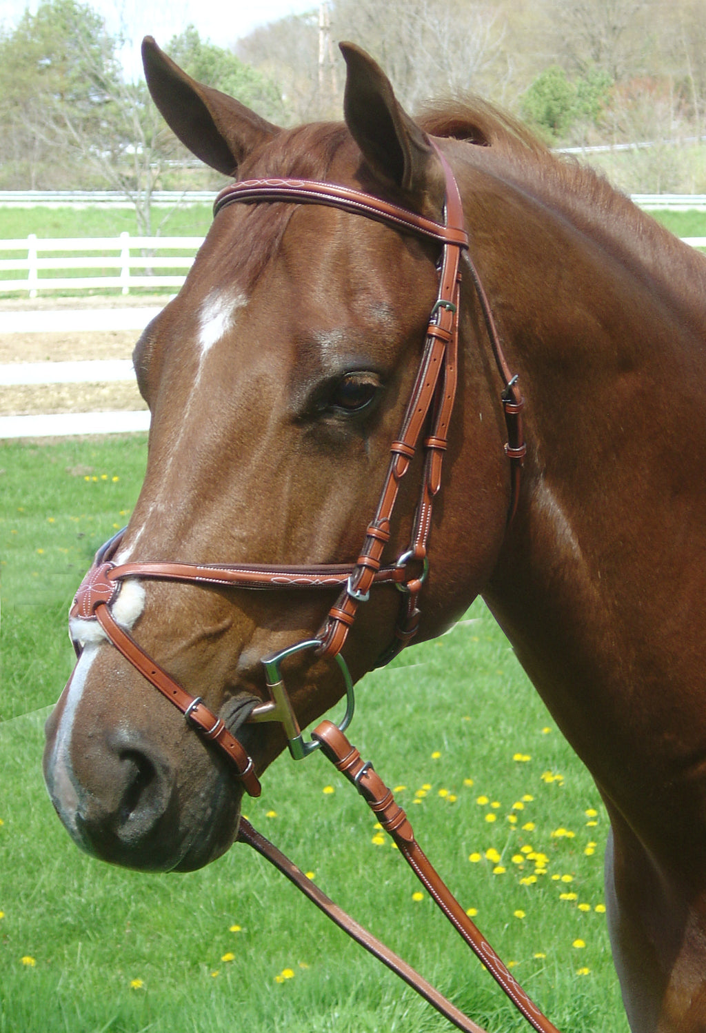 Paris Tack Opulent Series Padded Fancy Stitched English Figure 8 Bridl ...